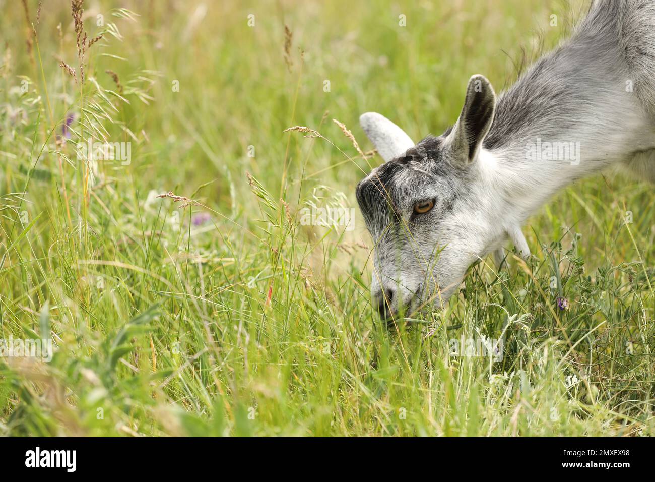 Cute grey goatling grazing in green field, closeup. Animal husbandry ...