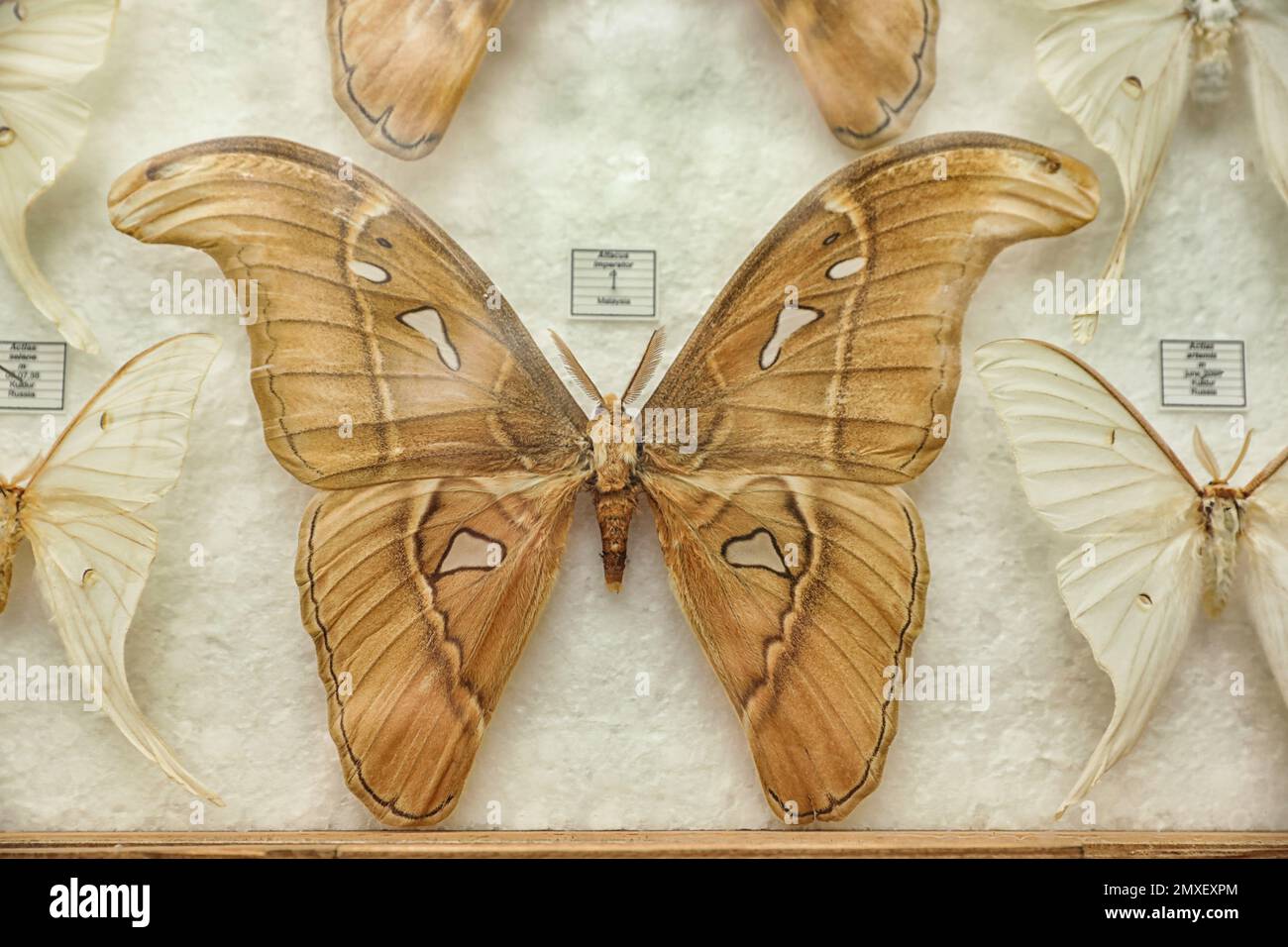 Beautiful Attacus imperator butterfly on white background Stock Photo ...