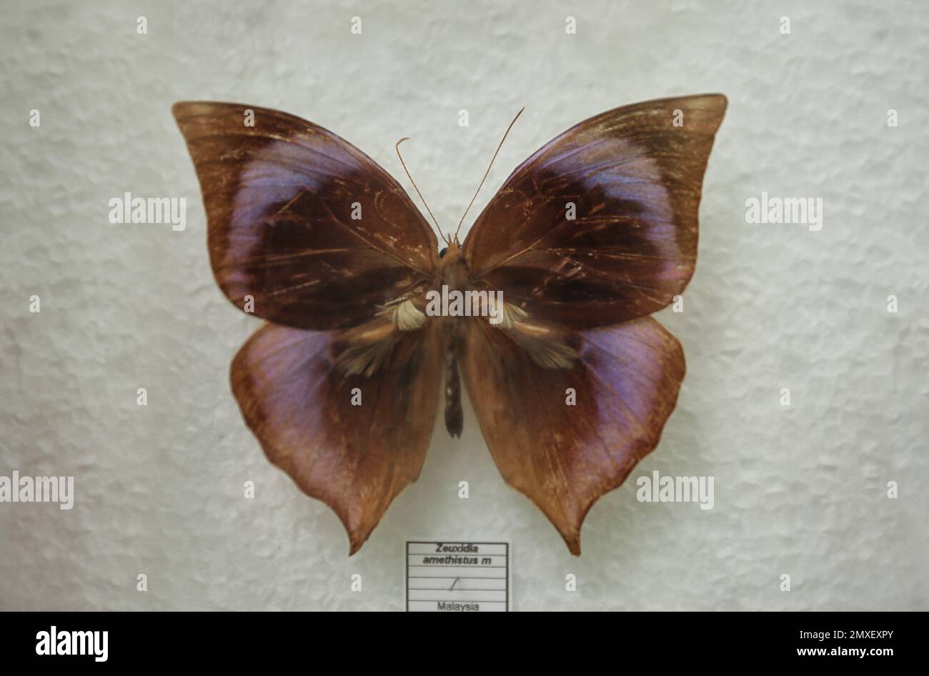 Beautiful Zeuxidia amethystus butterfly on white background Stock Photo ...