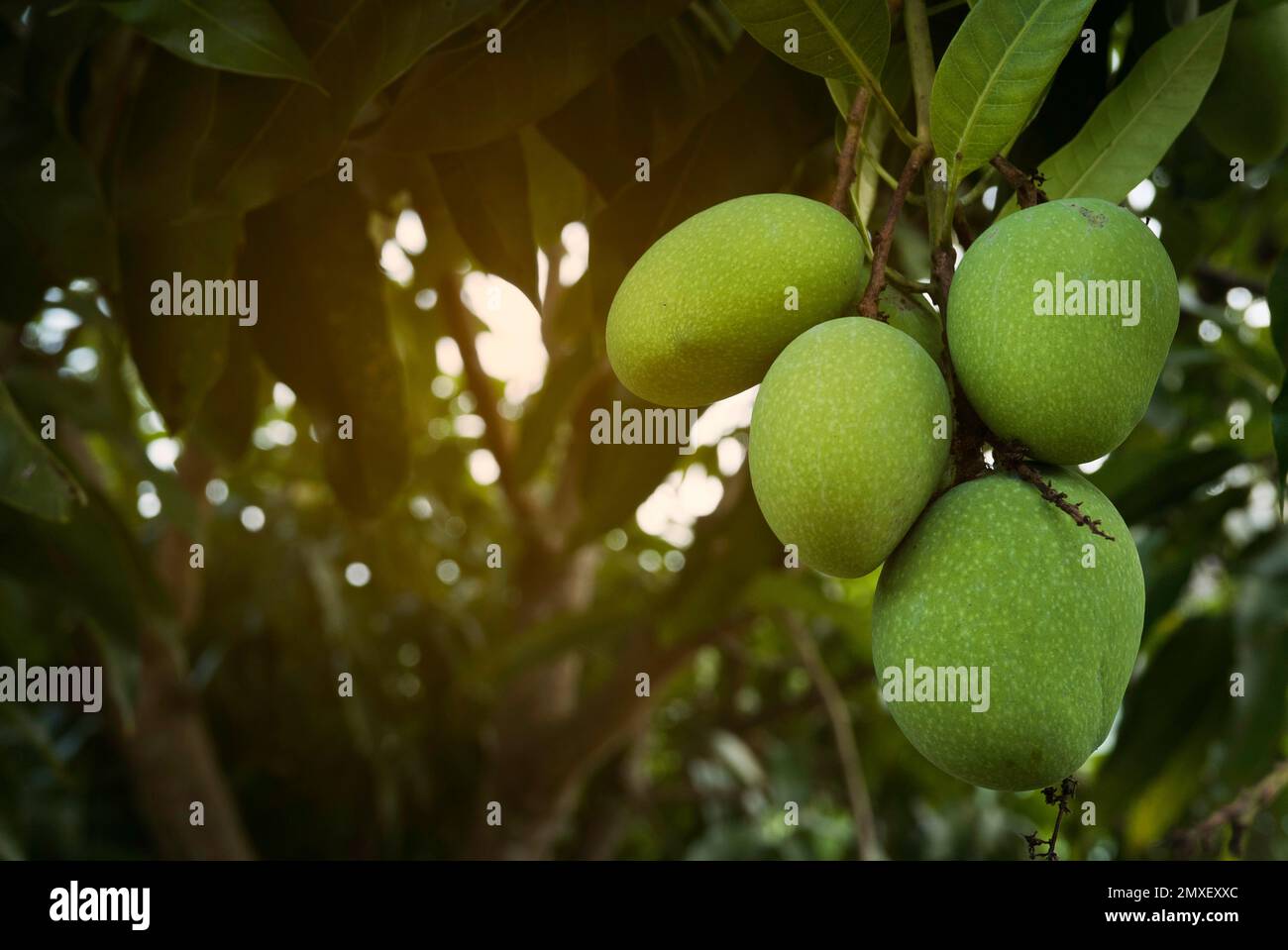 Falling mango hi-res stock photography and images - Alamy