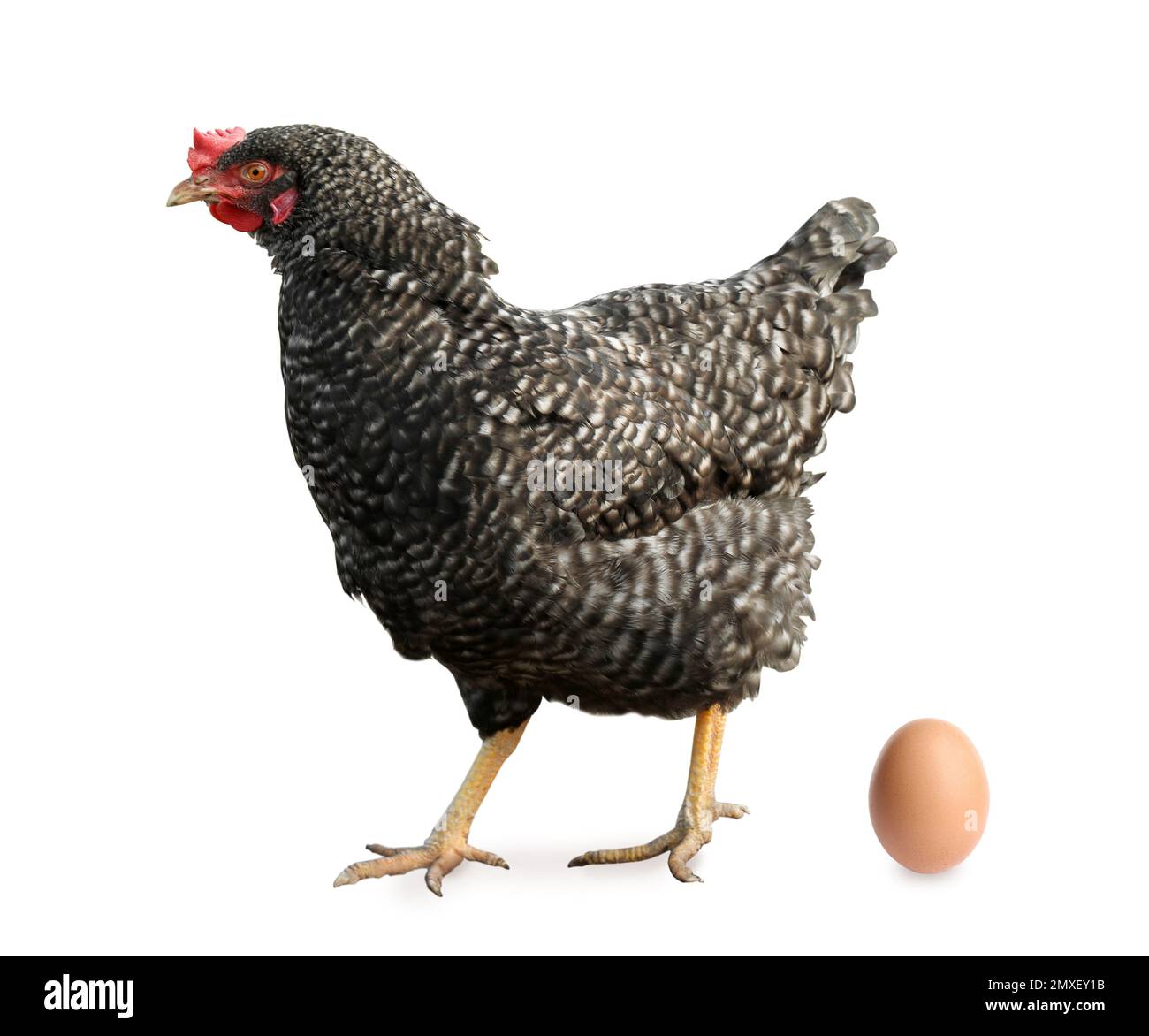 Beautiful chicken and egg on white background Stock Photo - Alamy