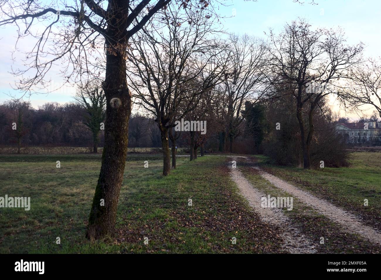 Path bordered by two rows of trees in a park at sunset Stock Photo - Alamy