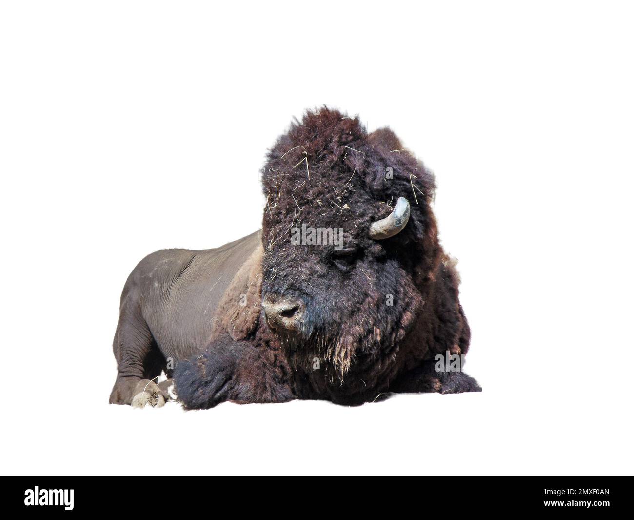 Bison isolated on white background Stock Photo - Alamy