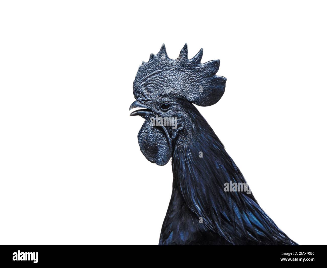 Ayam Cemani Skeleton