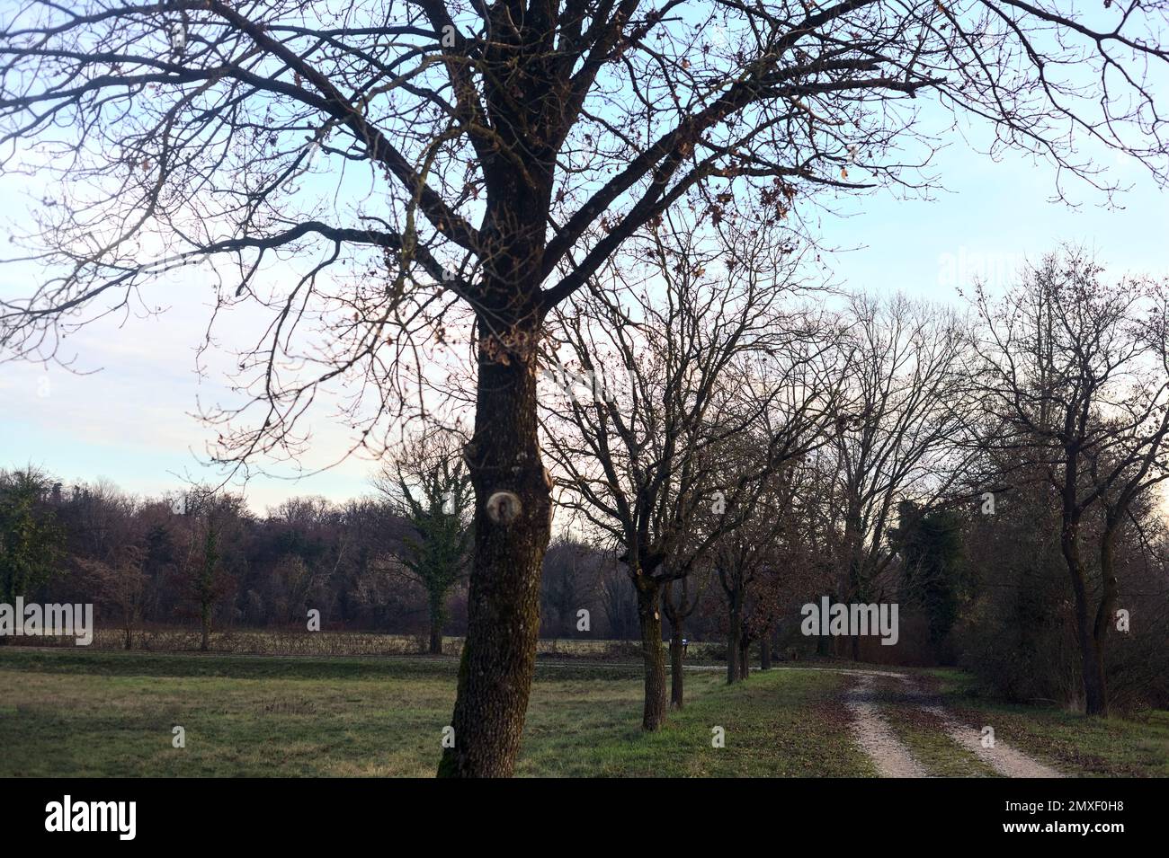 Path bordered by two rows of trees in a park at sunset Stock Photo - Alamy