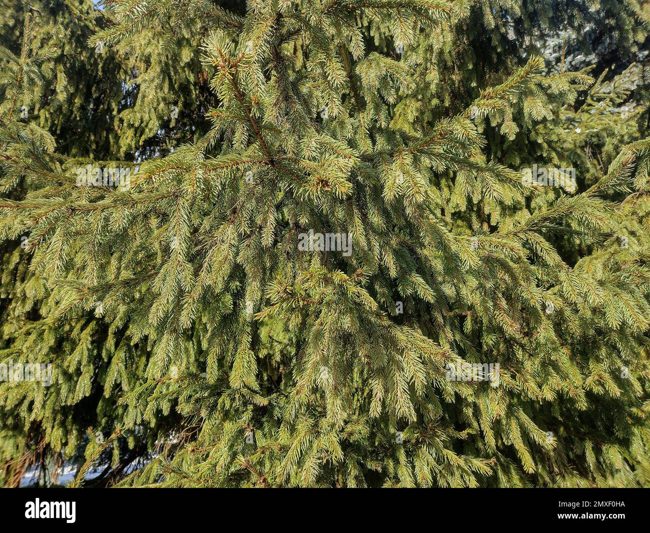 Macro picea abies hi-res stock photography and images - Alamy