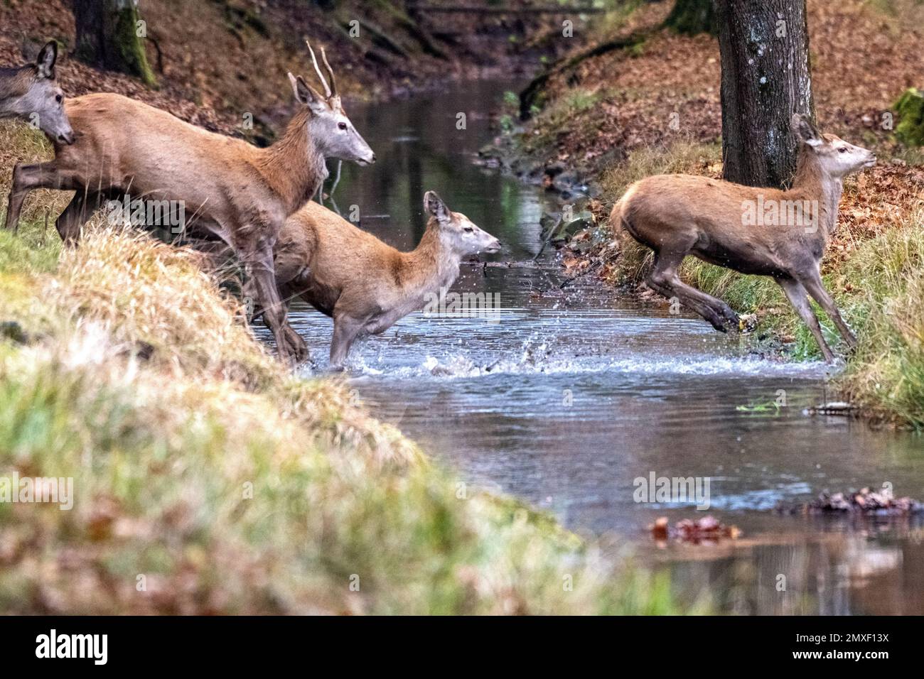 Red deer cows cervus hi-res stock photography and images - Alamy