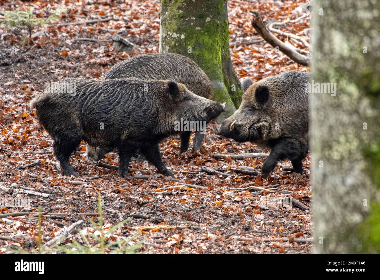 Pig mating hi-res stock photography and images - Alamy