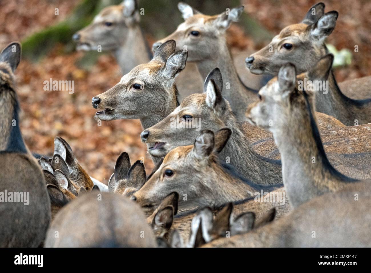 Sika deer at feeding time hi-res stock photography and images - Alamy