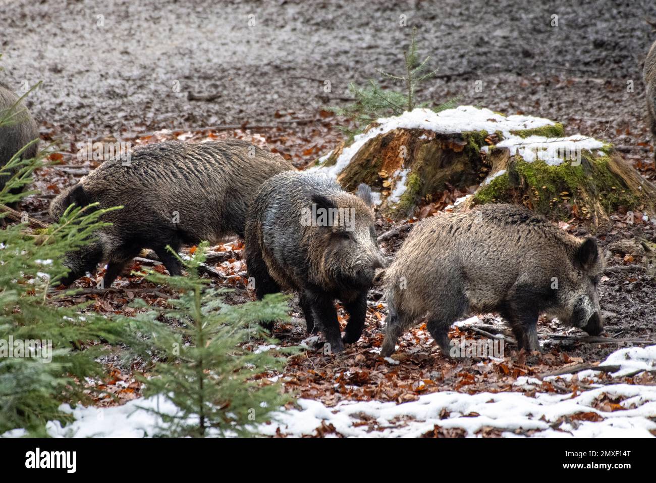 Pigs mating hi-res stock photography and images - Alamy