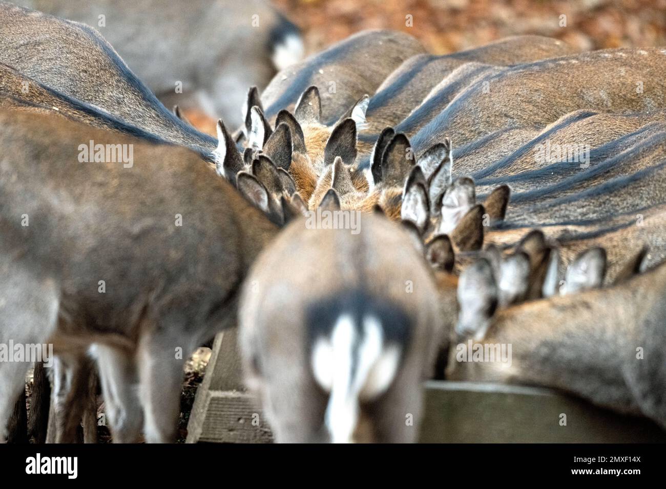 Sika game at the feeding place Stock Photo - Alamy