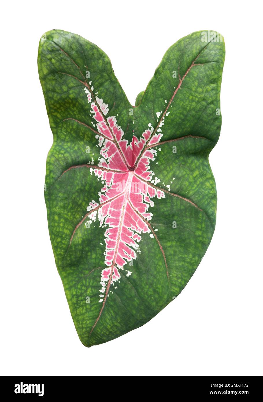 Leaves caladium Cut Out Stock Images & Pictures - Alamy