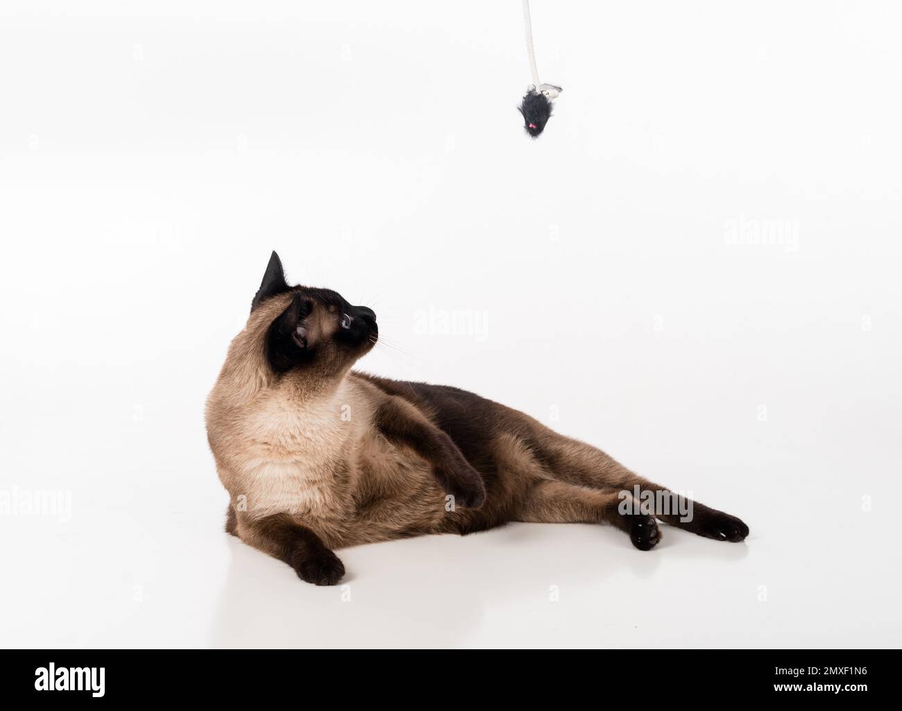 Siamese Cat. Studio Photo Shoot. Isolated on White Background Stock ...