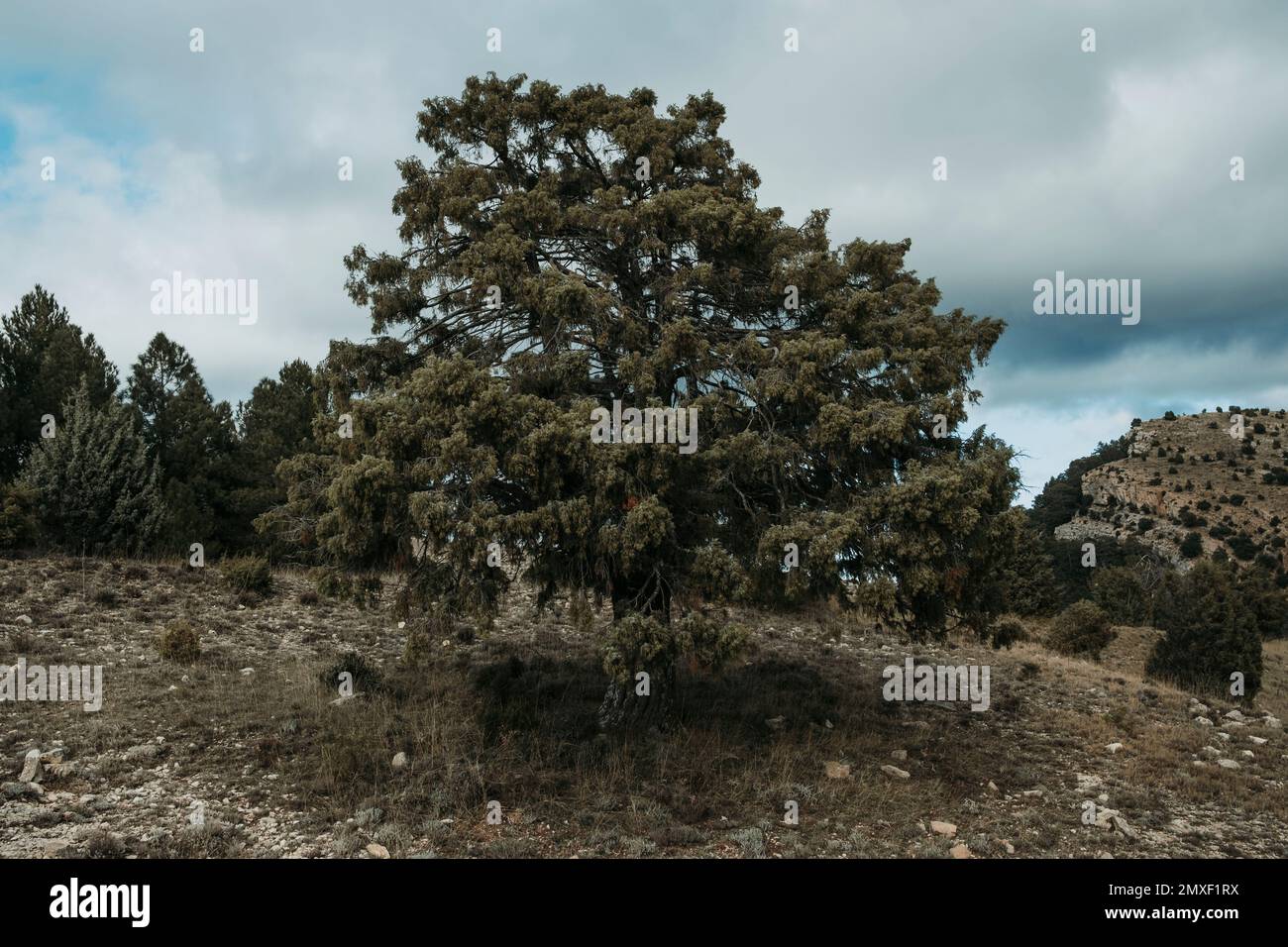 Giant juniper. Mountain routes in Los Ports mountains. Teruel province ...
