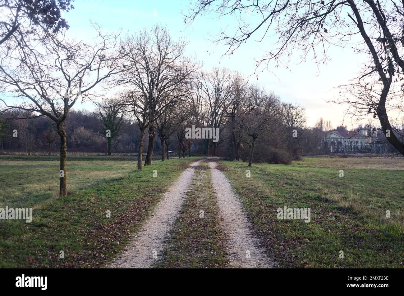 Path bordered by two rows of trees in a park at sunset Stock Photo - Alamy