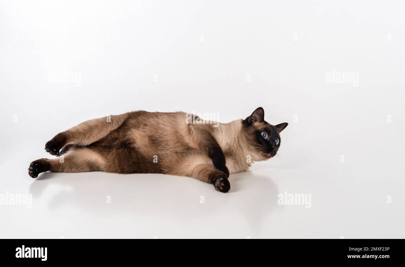 Siamese Cat. Studio Photo Shoot. Isolated on White Background Stock ...