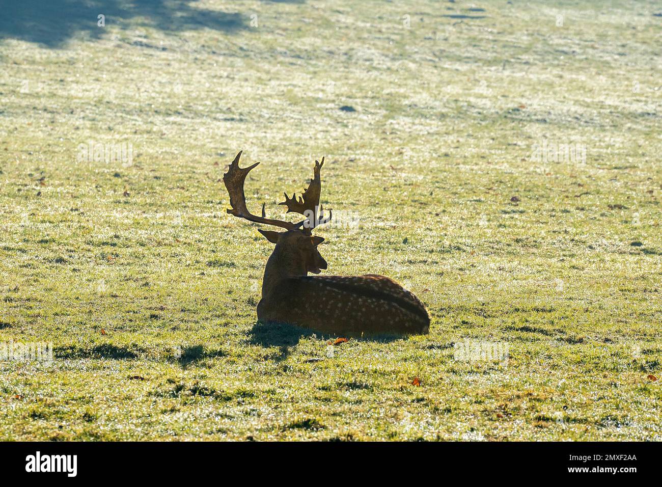 Der hirsch hi-res stock photography and images - Alamy