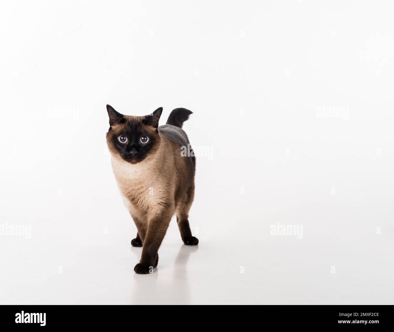 Siamese cat breed hi-res stock photography and images - Alamy