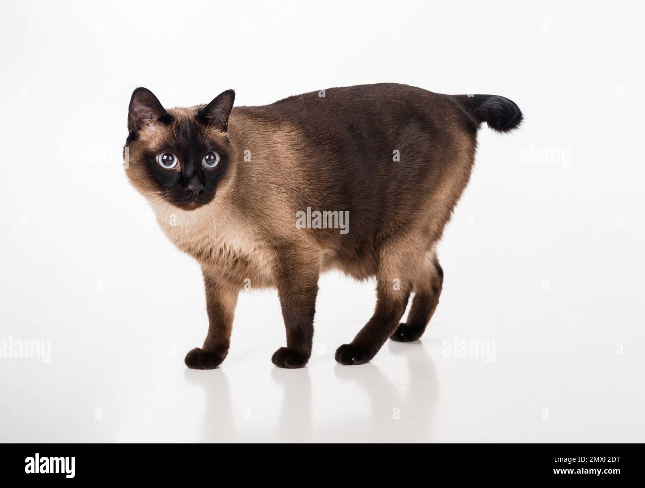 Siamese Cat. Studio Photo Shoot. Isolated on White Background Stock ...
