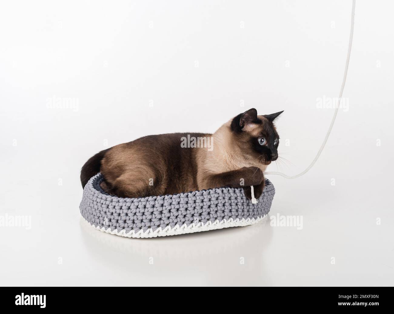 Siamese Cat. Studio Photo Shoot. Isolated on White Background Stock ...