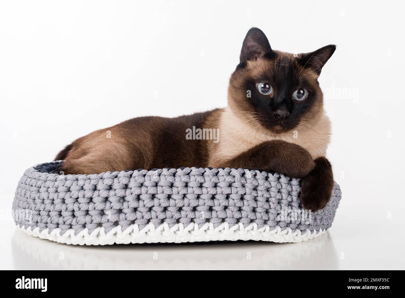 Siamese Cat. Studio Photo Shoot. Isolated on White Background Stock ...