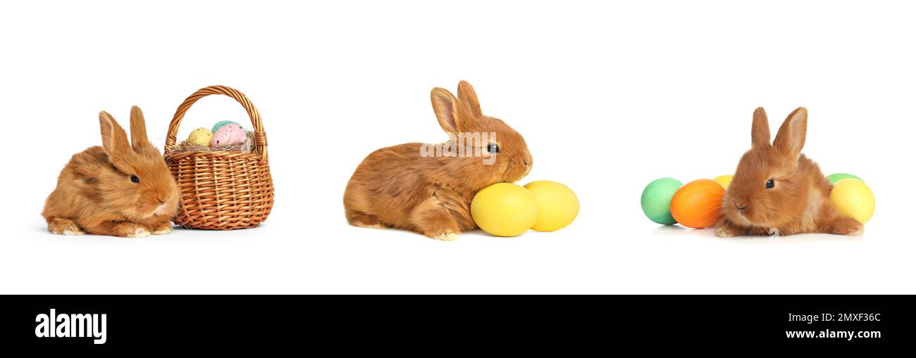 Collage with adorable fluffy Easter bunnies on white background Stock ...