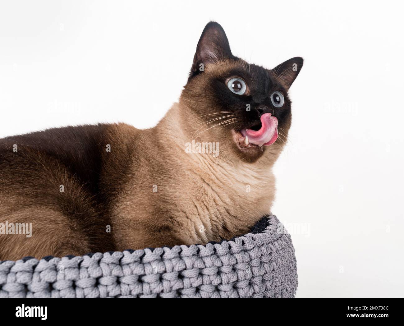 Siamese Cat. Studio Photo Shoot. Isolated on White Background Stock ...
