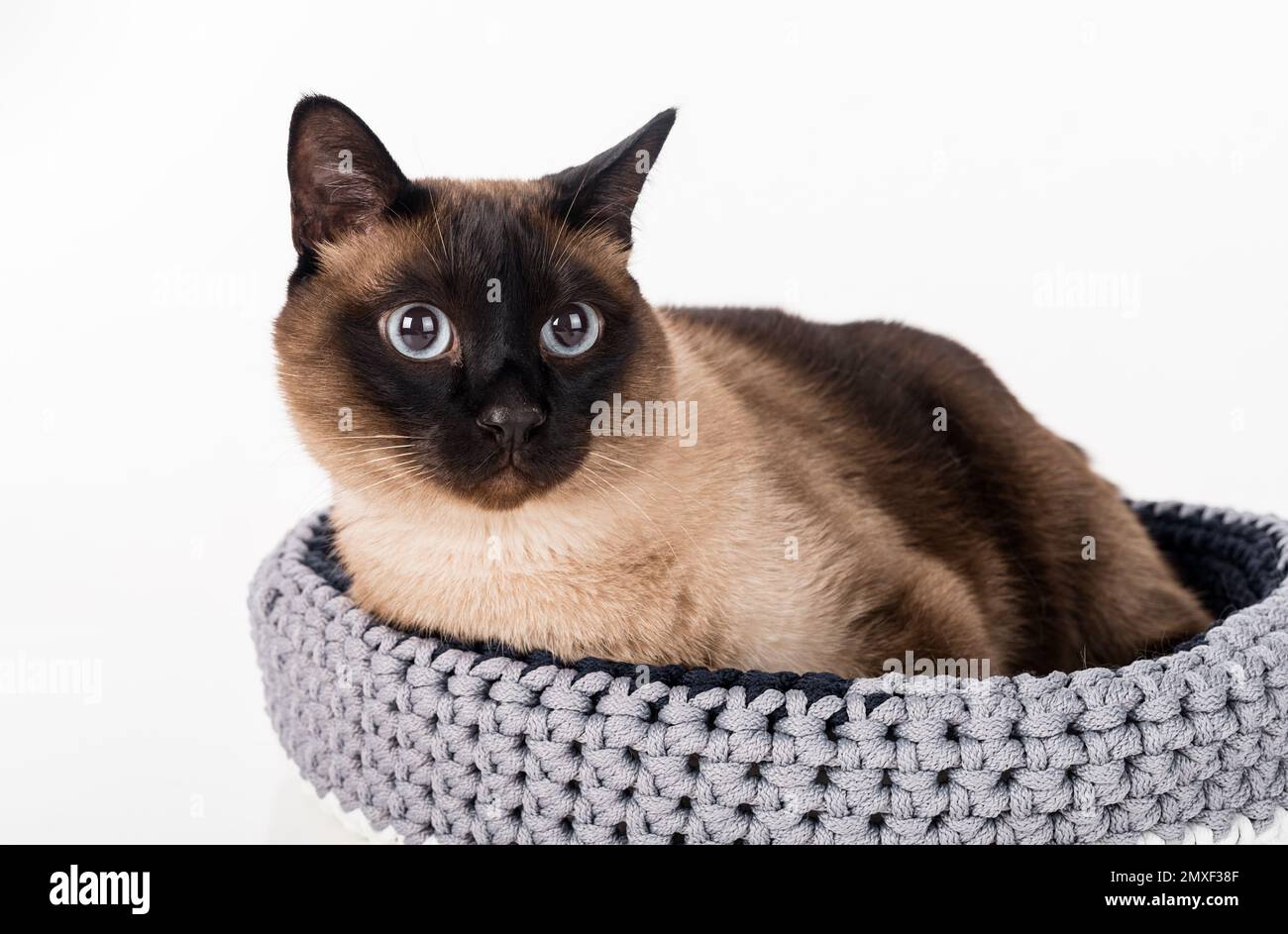 Siamese Cat. Studio Photo Shoot. Isolated on White Background Stock ...