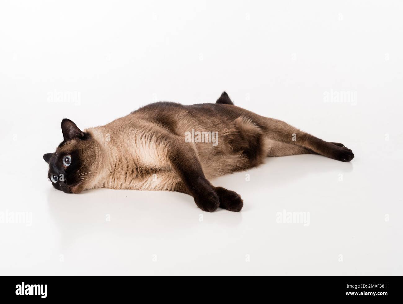 Siamese Cat. Studio Photo Shoot. Isolated on White Background Stock ...