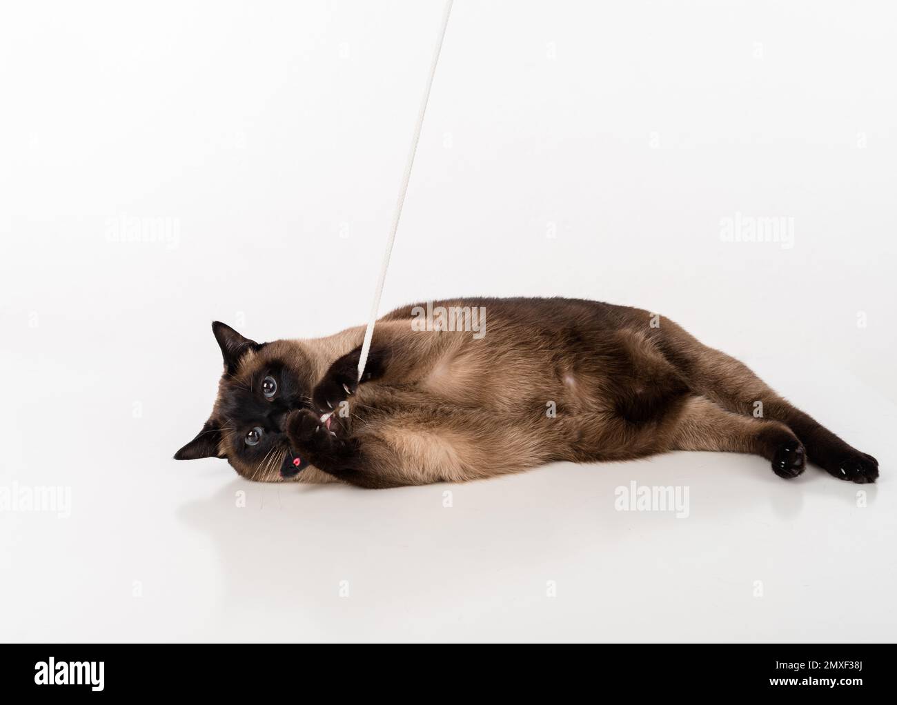 Siamese Cat. Studio Photo Shoot. Isolated on White Background Stock ...