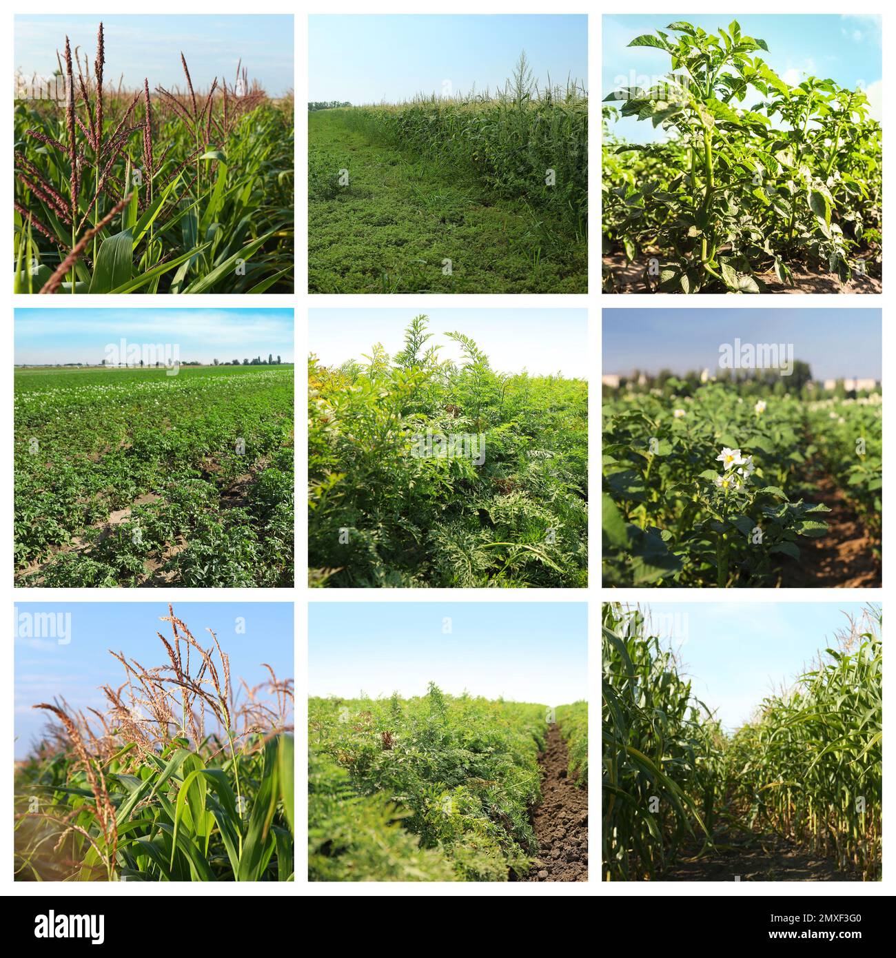 Collage with photos of fields on sunny day. Agriculture Stock Photo - Alamy