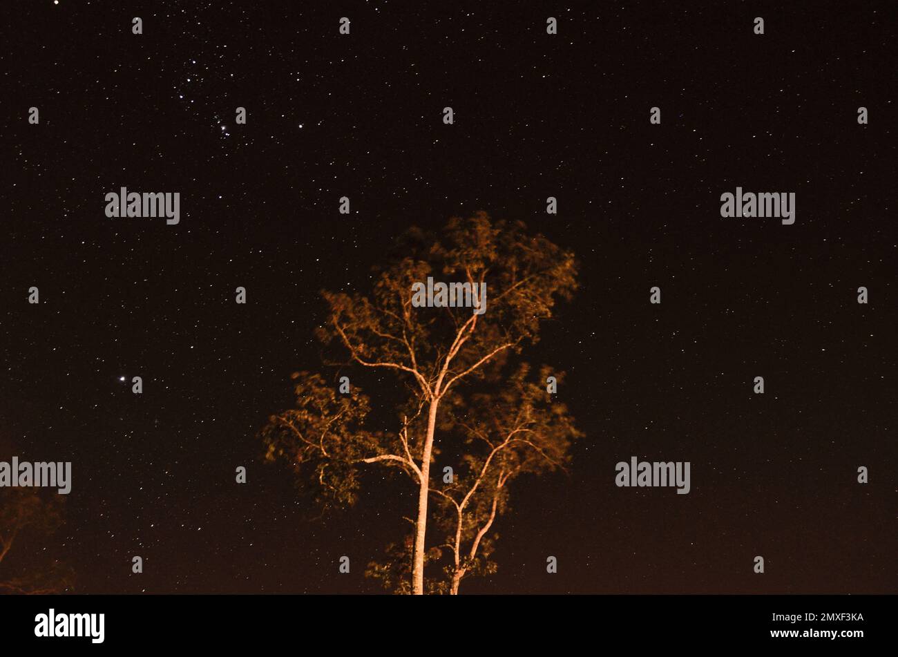 A low-angle shot of a tree with a background of a starry night sky ...