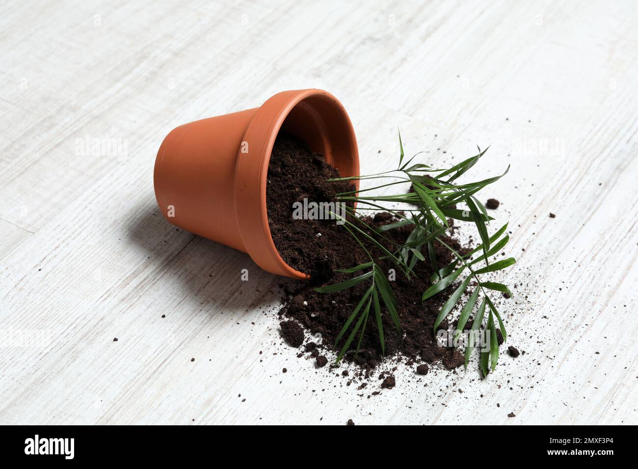 Overturned terracotta flower pot with soil and plant on white wooden ...