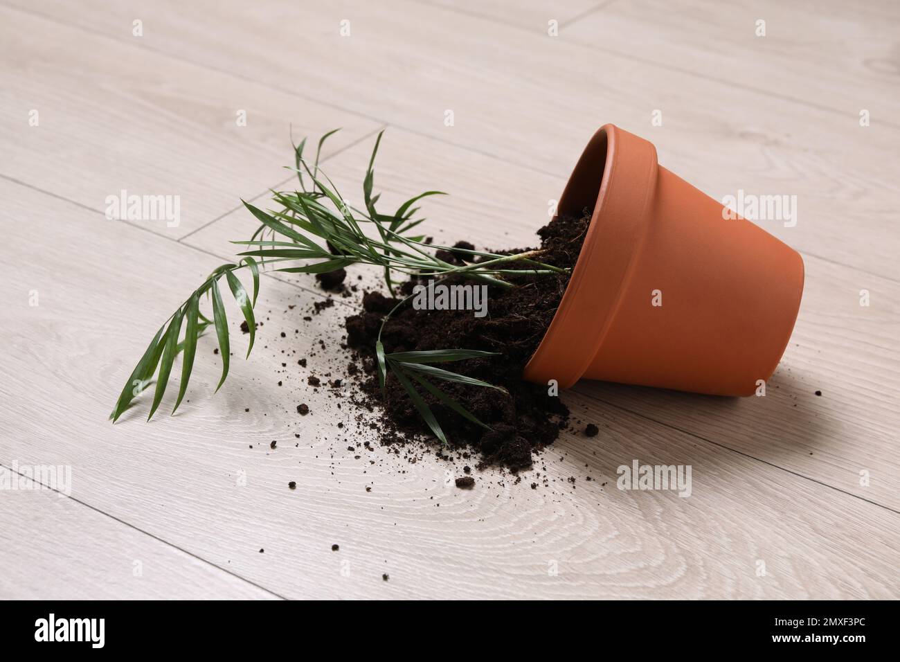 Overturned terracotta flower pot with soil and plant on wooden floor ...