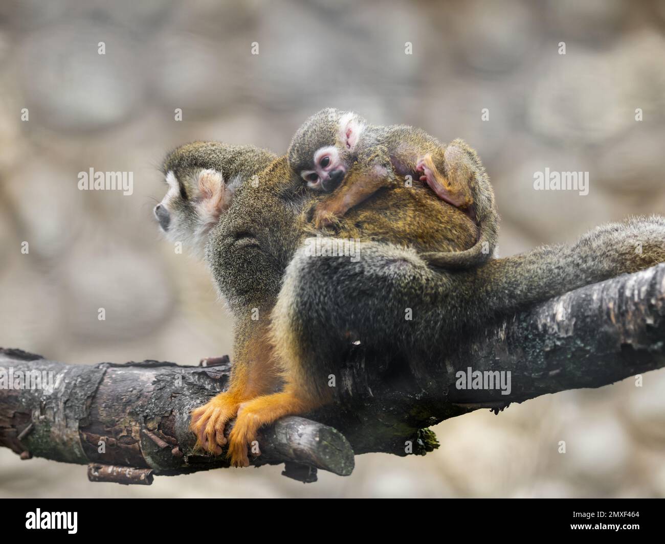 Family of Common squirrel monkeys. Female and baby Saimiri sciureus are ...