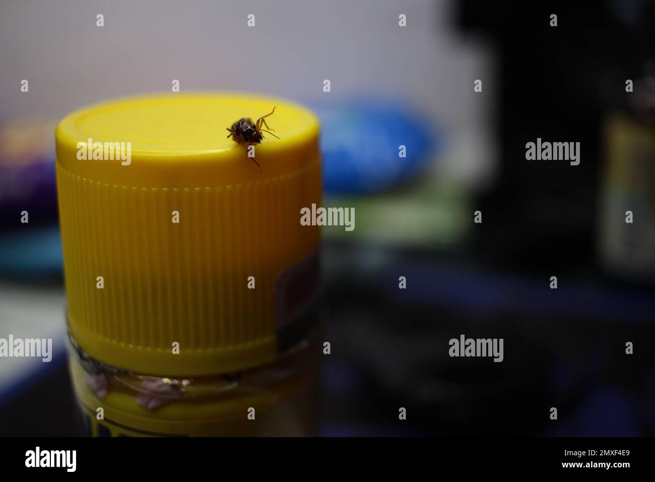 Rainy season insects hi-res stock photography and images - Alamy