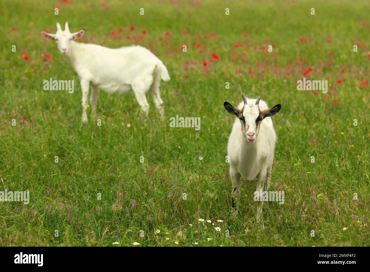 Beautiful goats graze in pasture hi-res stock photography and images ...