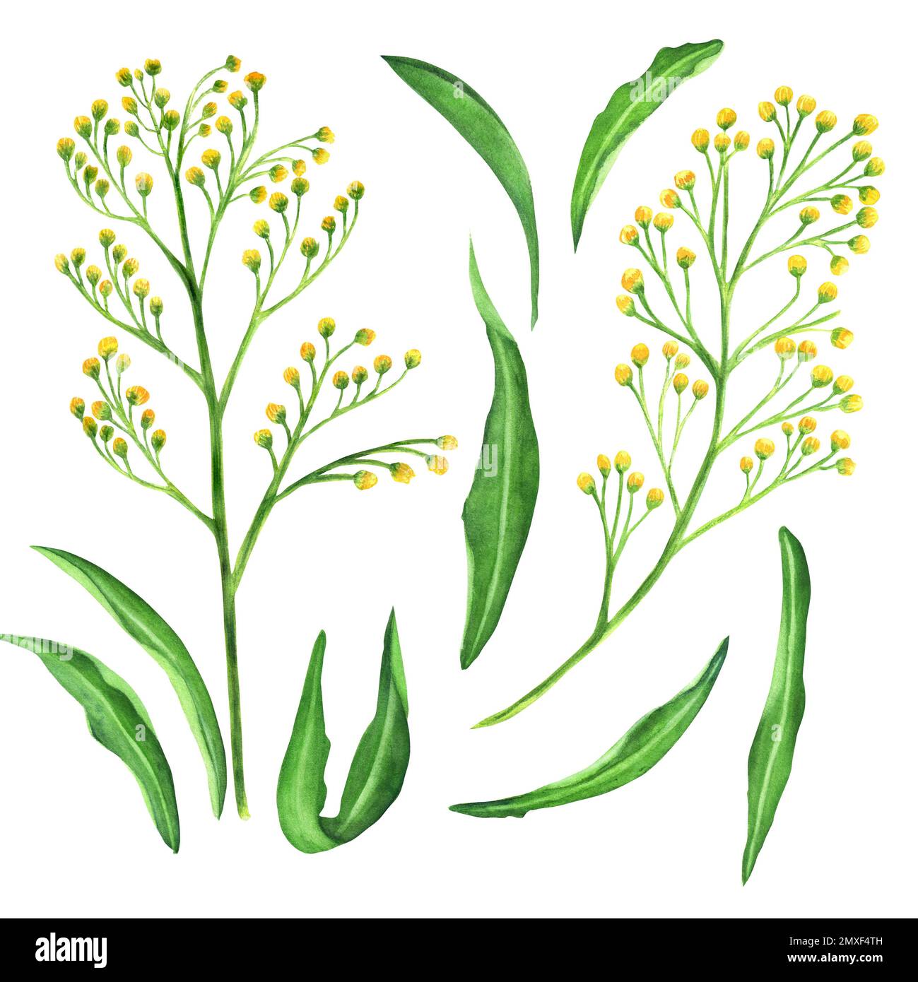 Goldenrod Flower Drawing Easy