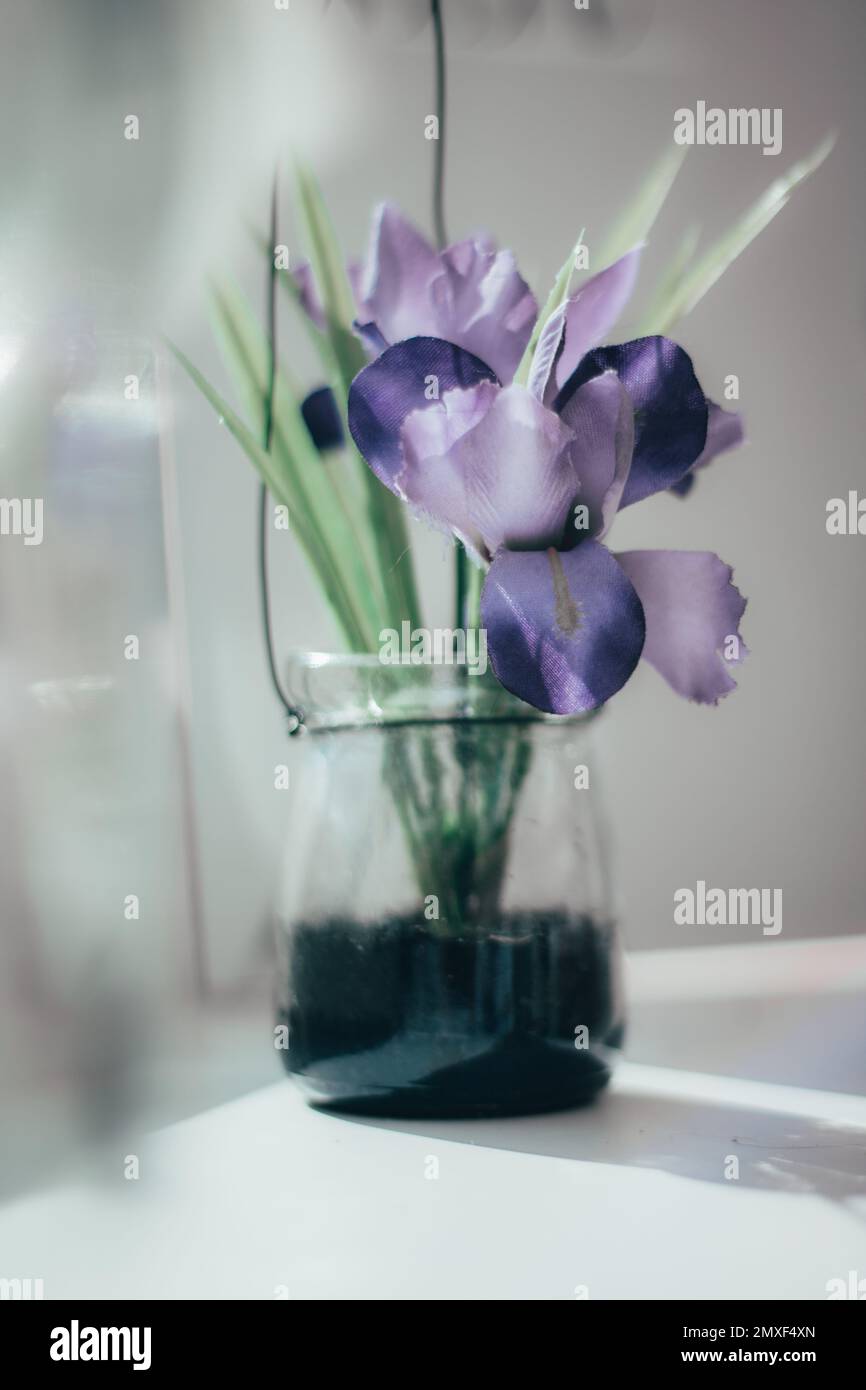 Iris flower pot hi-res stock photography and images - Alamy