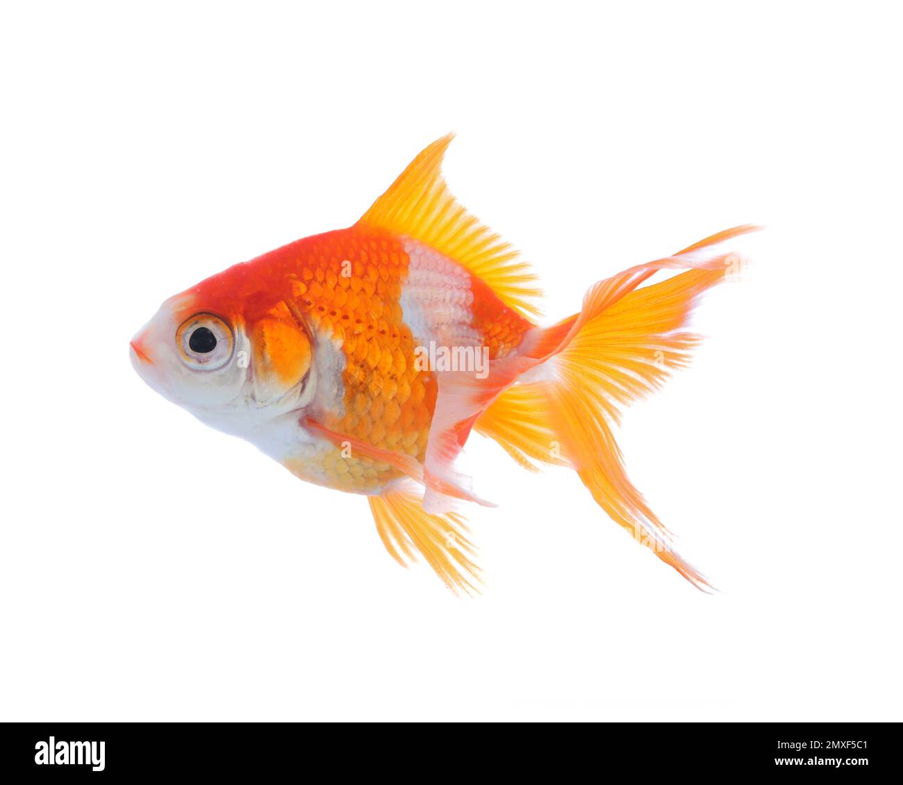 Freshwater aquarium beautiful fish underwater Cut Out Stock Images ...
