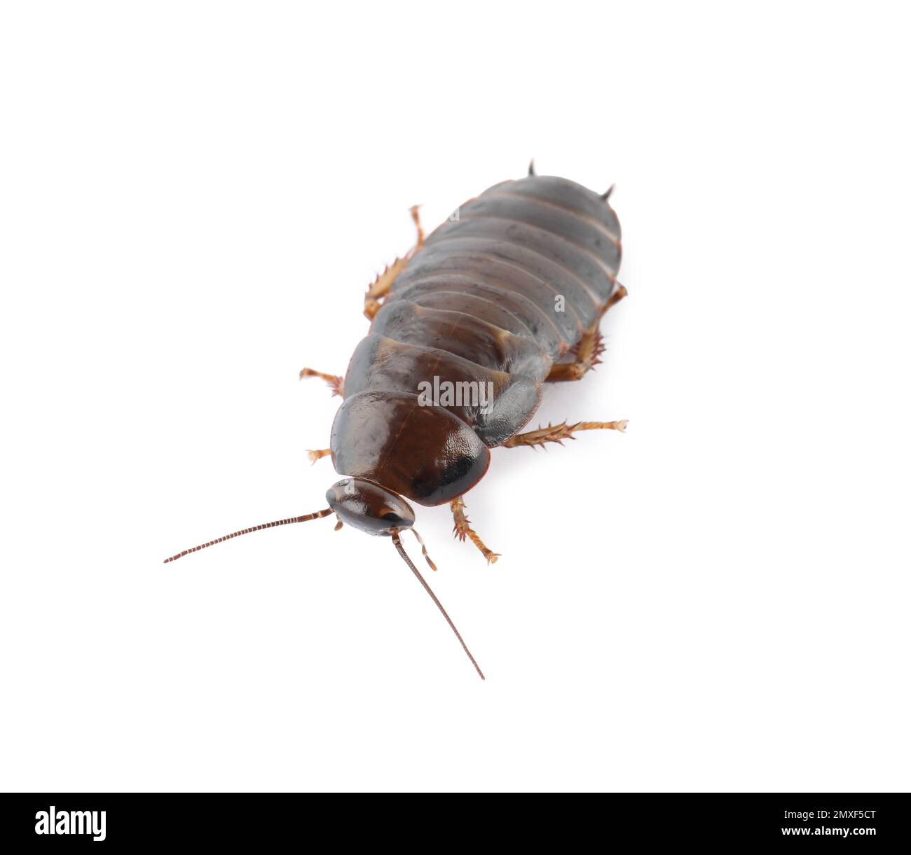 Brown cockroach isolated on white. Pest control Stock Photo - Alamy