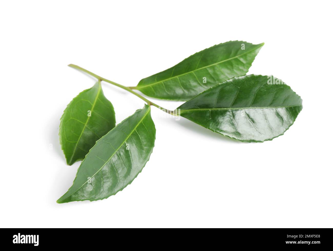 Green leaves of tea plant isolated on white Stock Photo - Alamy