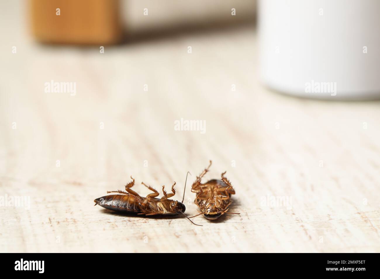 Dead brown cockroaches on white wooden background, space for text. Pest ...