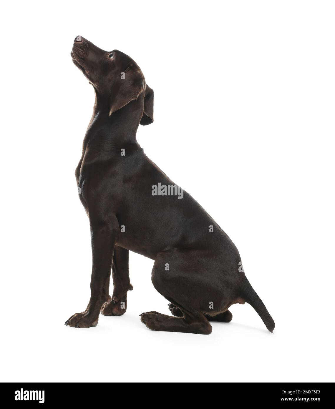 German Shorthaired Pointer dog on white background Stock Photo - Alamy