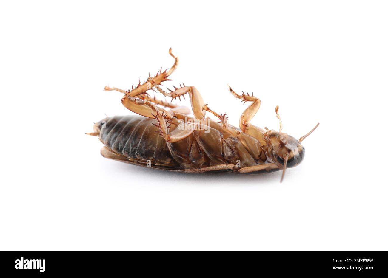Dead brown cockroach isolated on white, closeup. Pest control Stock ...