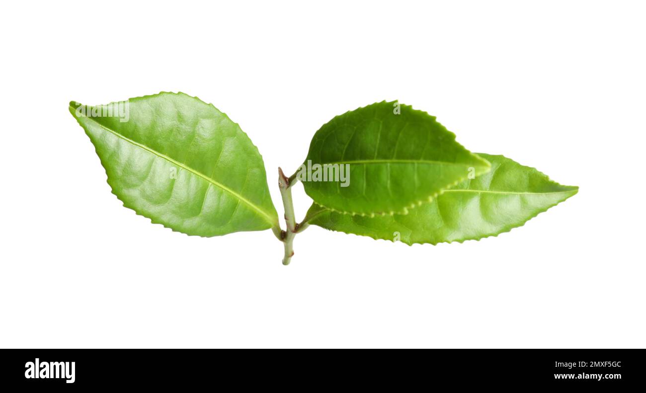 Green leaves of tea plant isolated on white Stock Photo - Alamy