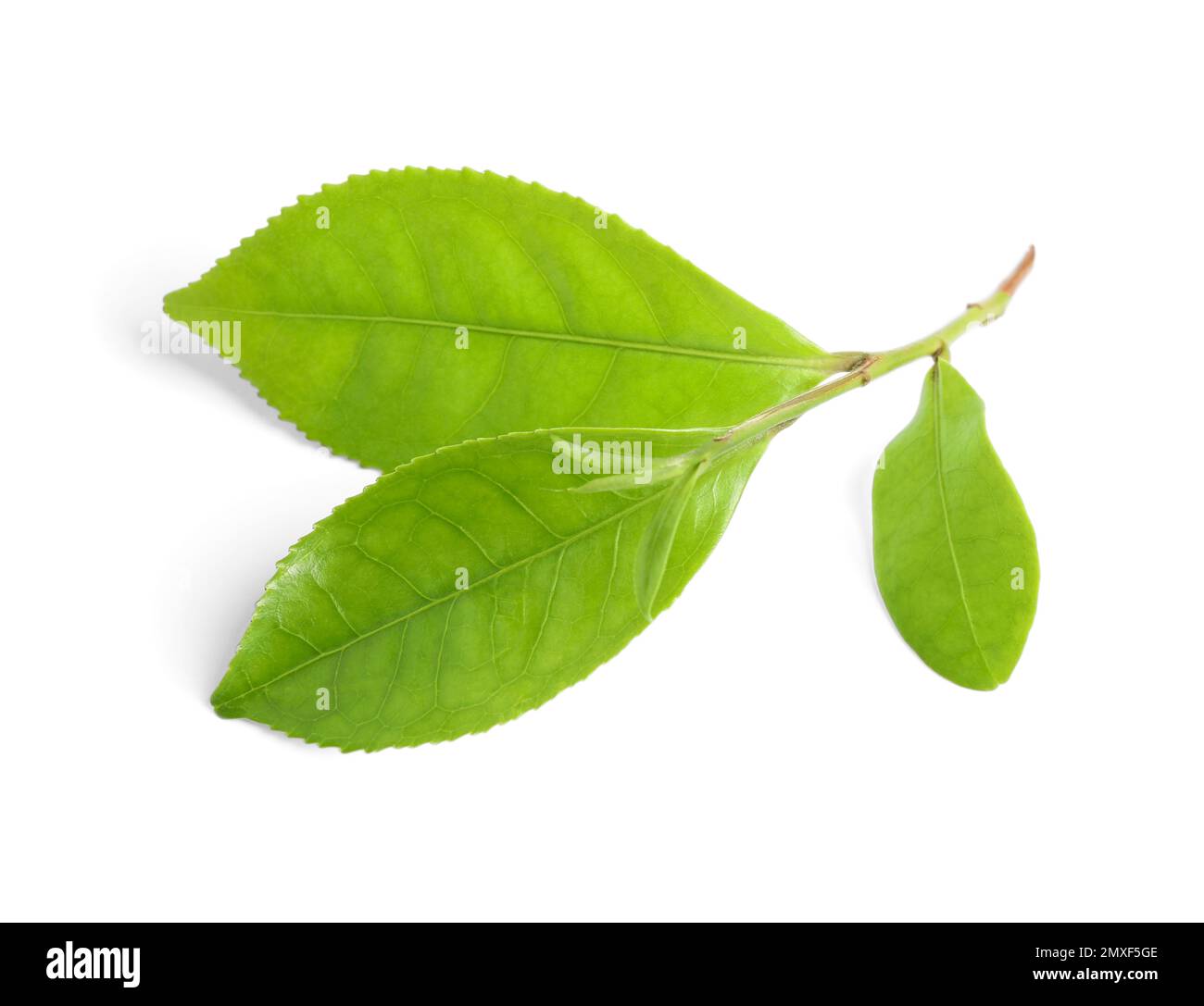 Green leaves of tea plant isolated on white Stock Photo - Alamy