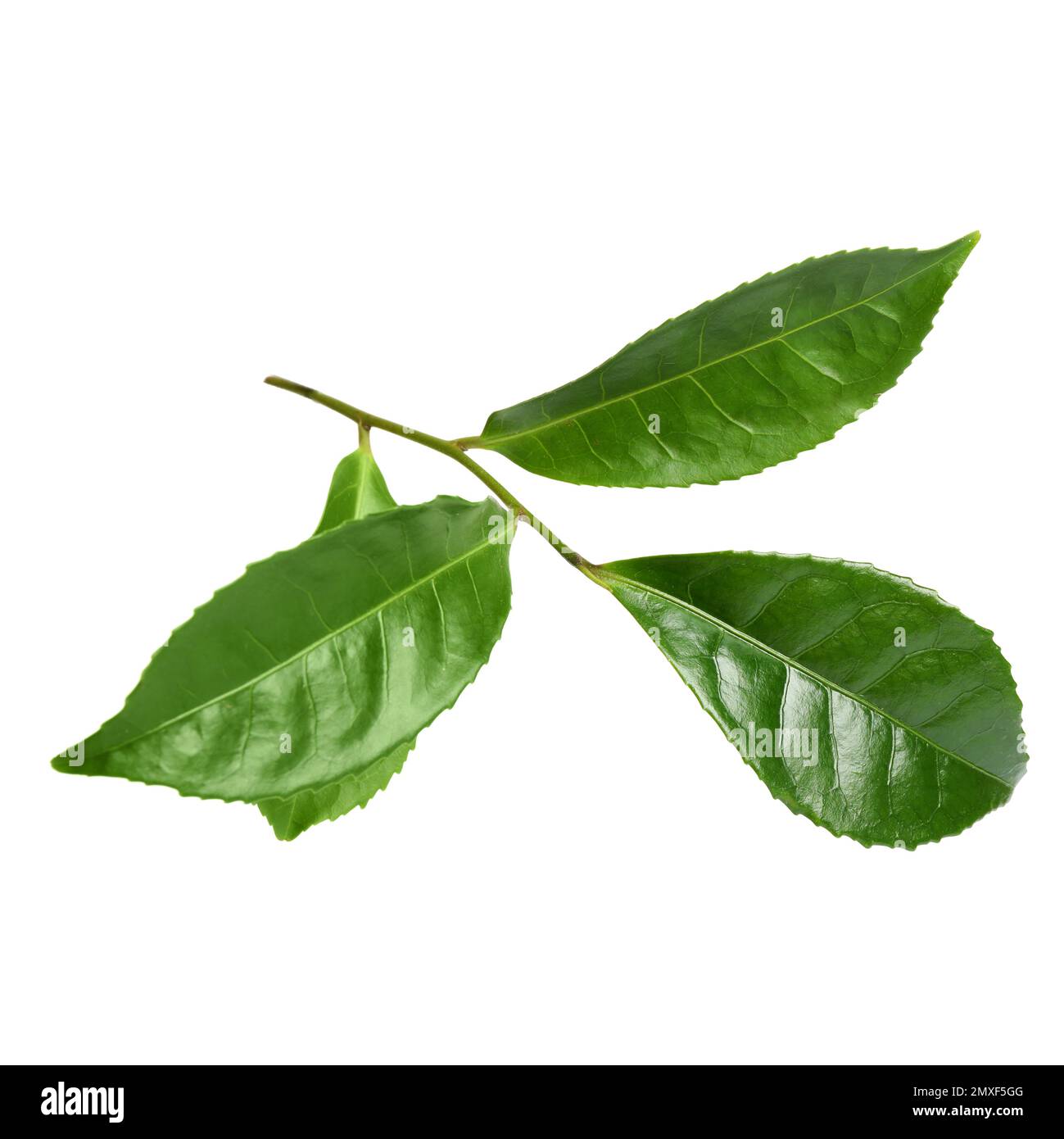 Green leaves of tea plant isolated on white Stock Photo - Alamy