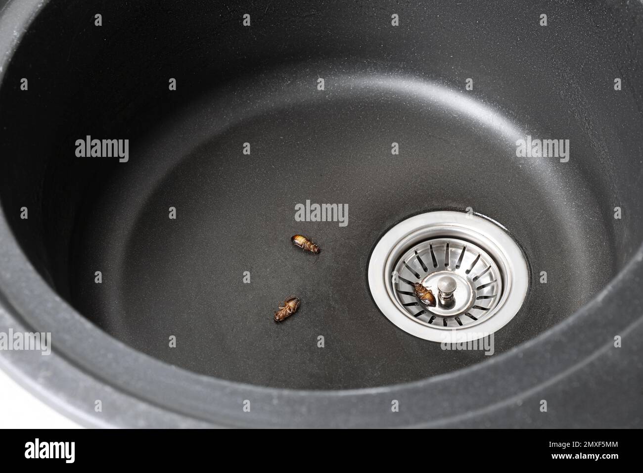 Dead cockroaches in sink, above view. Pest control Stock Photo - Alamy