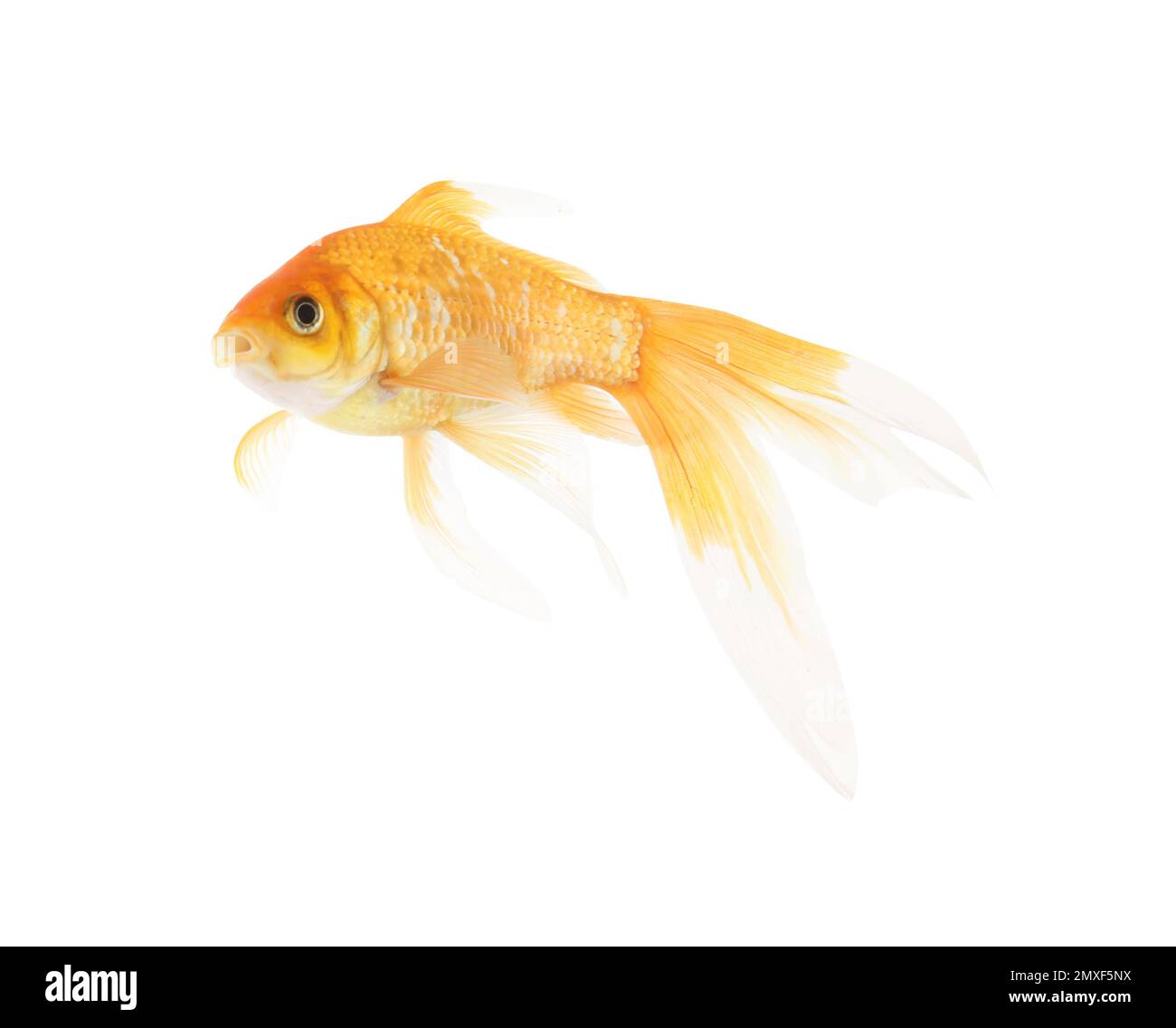 Beautiful bright small goldfish isolated on white Stock Photo - Alamy